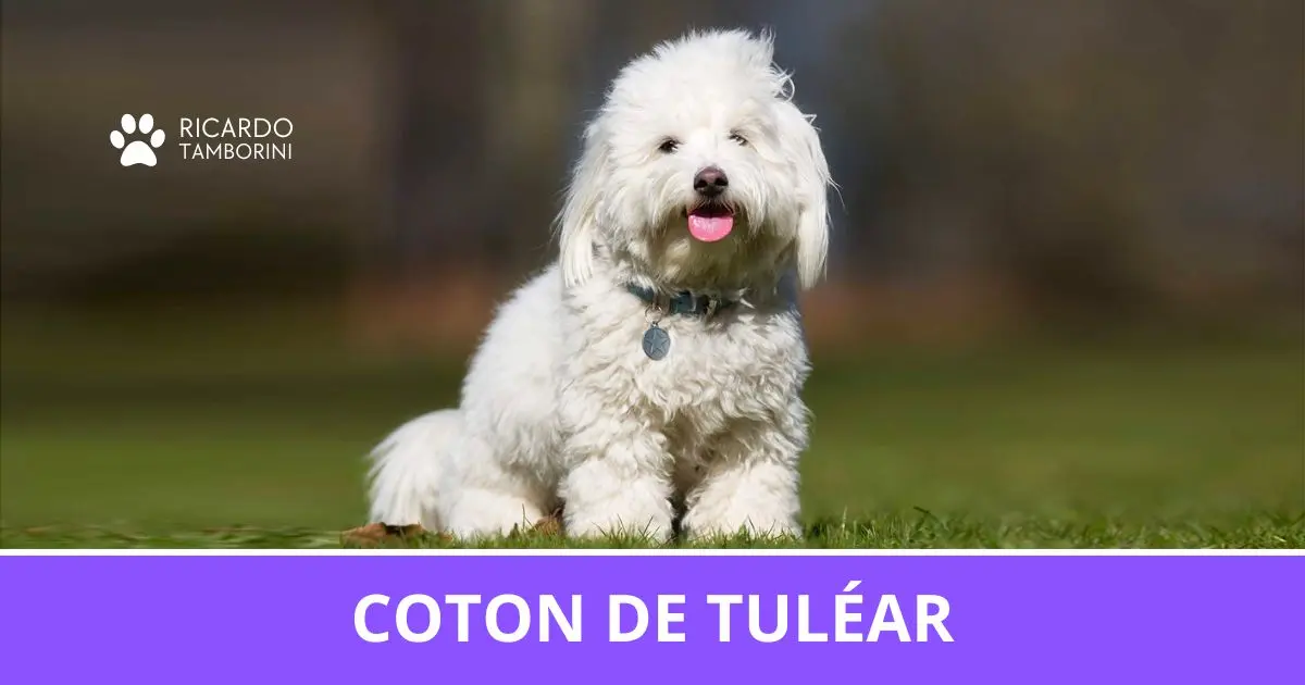 Coton de Tuléar - Vantagens e Desvantagens