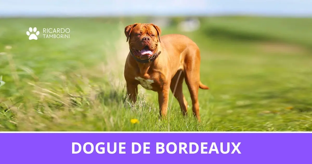 Dogue de Bordeaux - Vantagens e Desvantagens