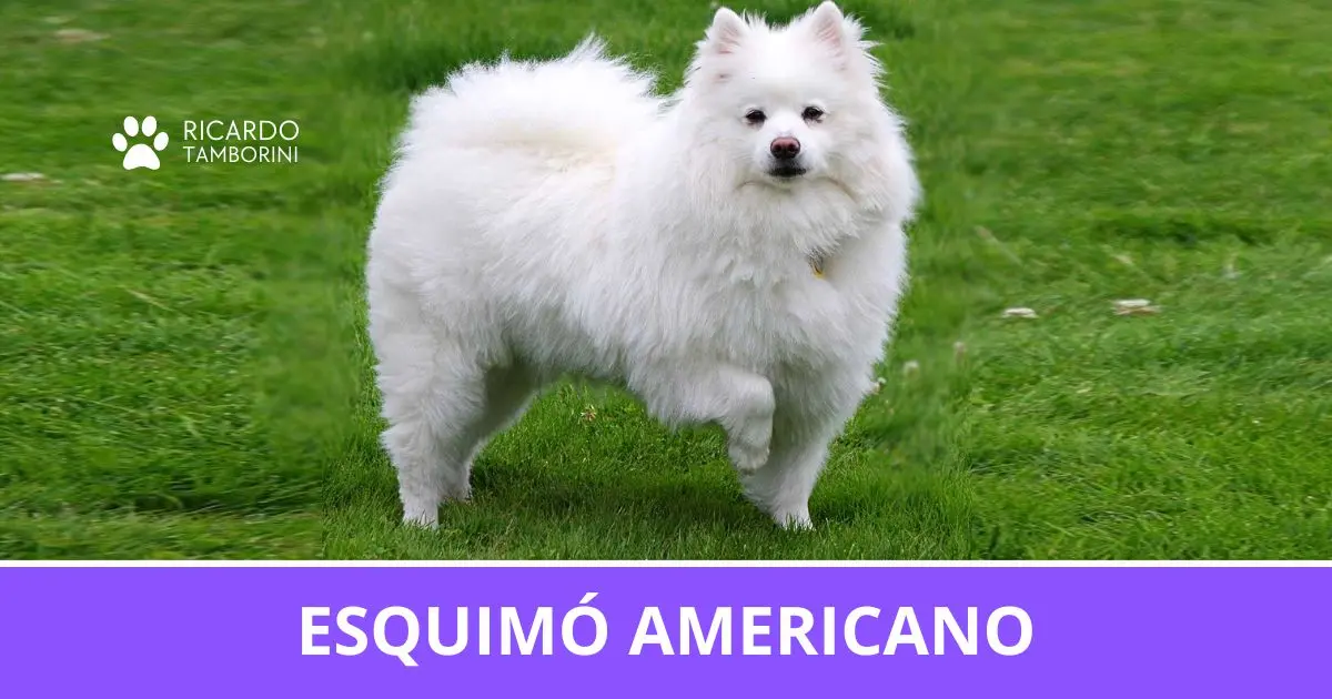 Cachorrinho Esquimo Americano
