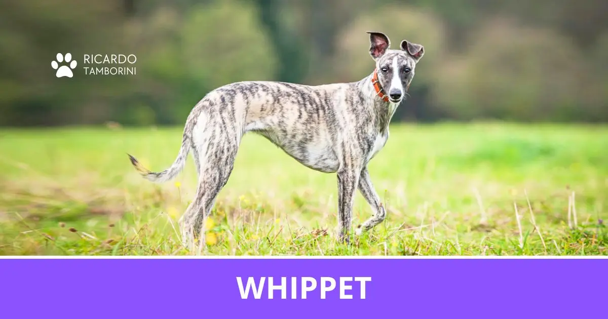 Whippet - Vantagens e Desvantagens